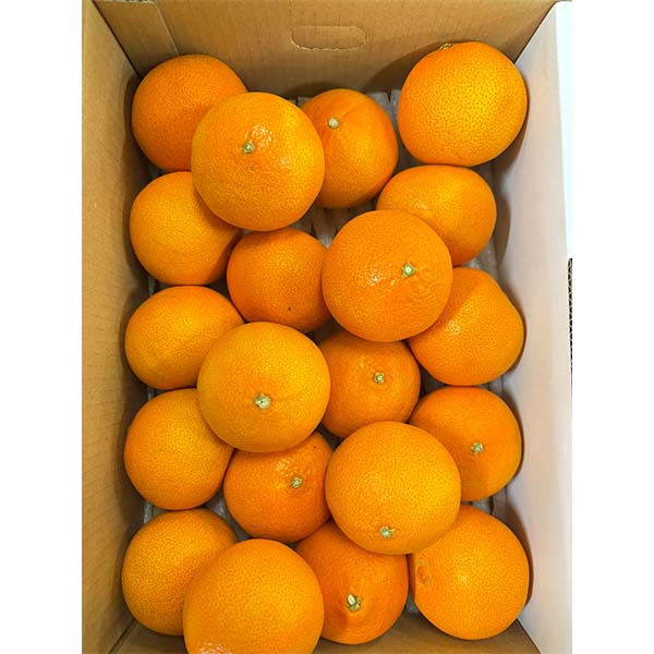 愛媛県産 あいか 3kg サイズおまかせ M〜4L【限定500点】【お届け期間：11月25日〜12月30日】【ブラックフライデー】 | みかん・柑橘類 - イオンショップ